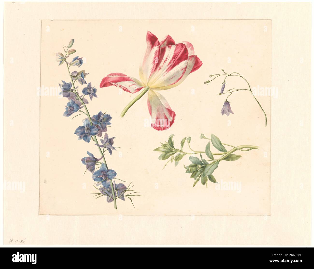 Flower studies, 1798-1821 Stock Photo - Alamy
