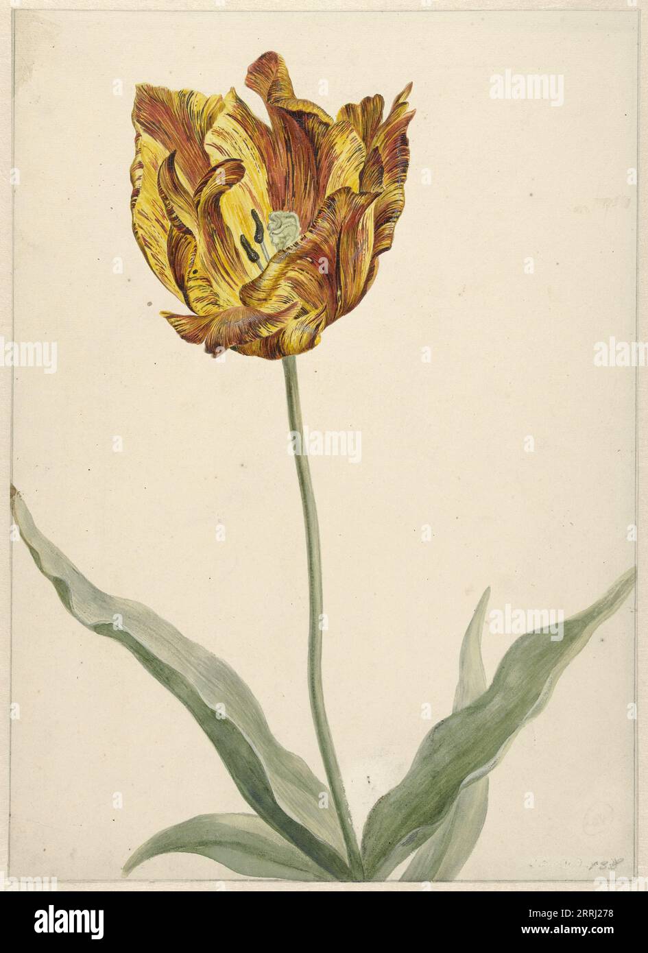 Dutch tulip drawing hi-res stock photography and images - Alamy