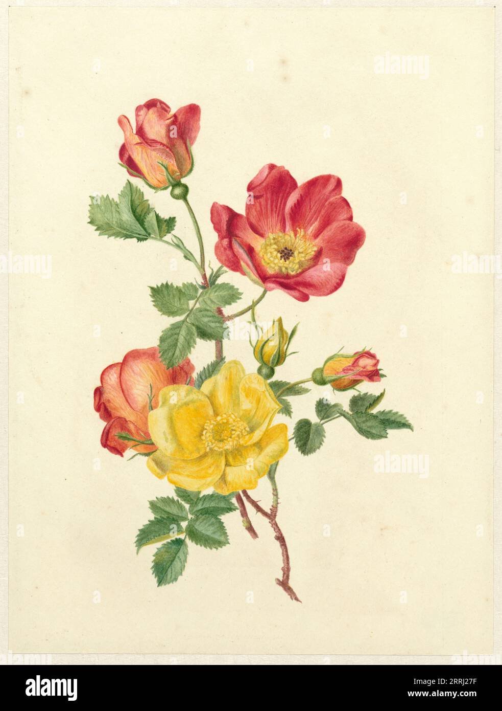 19th c wild flowers hi-res stock photography and images - Alamy