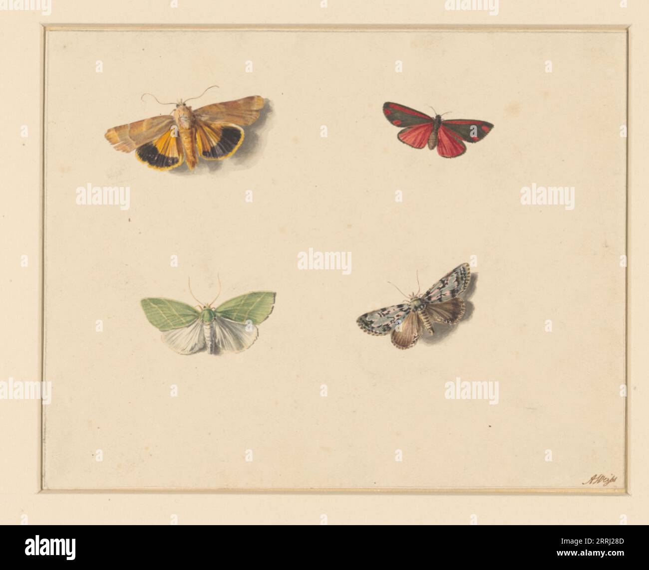 Four butterflies, 1811-1851 Stock Photo - Alamy