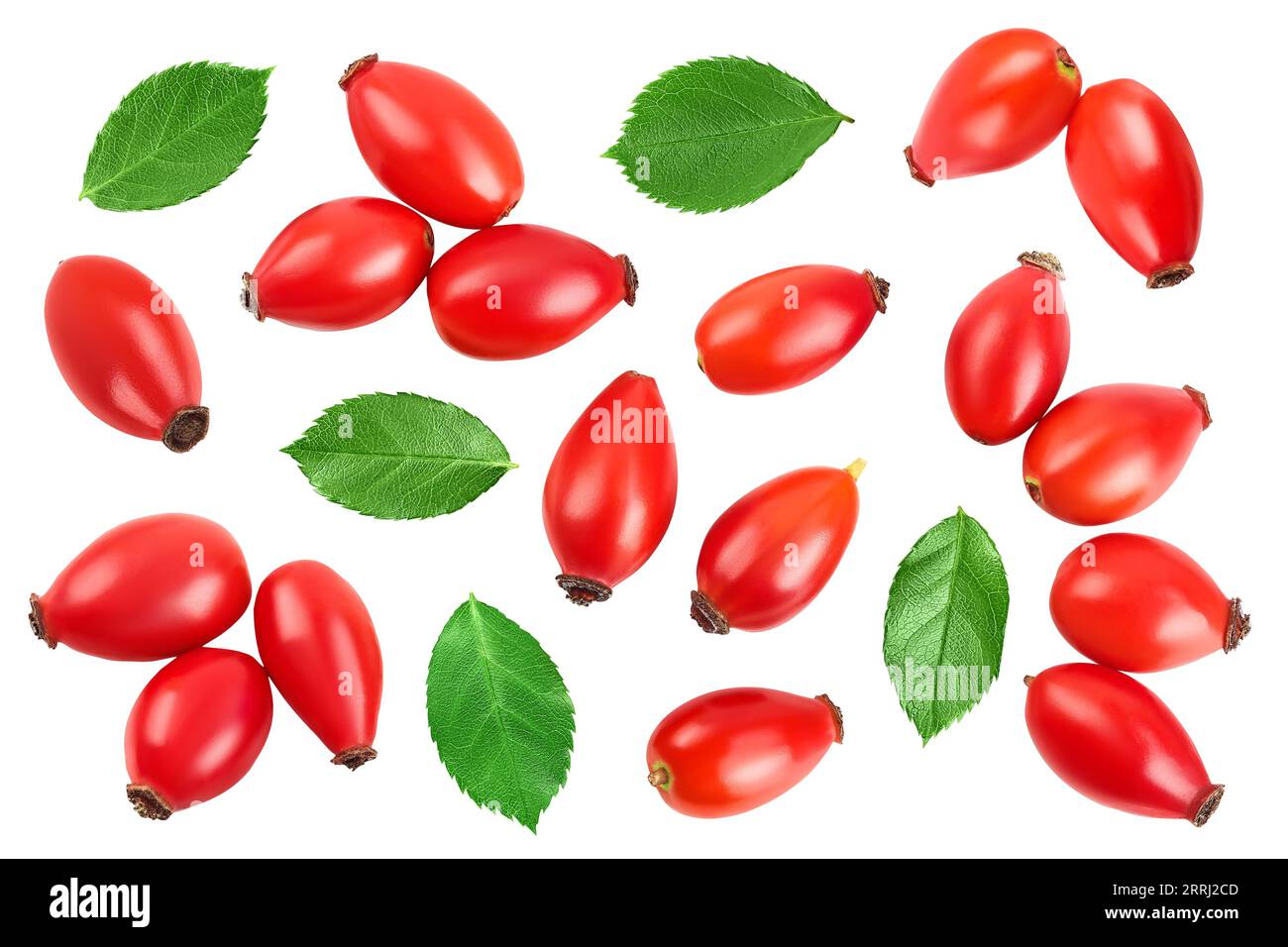Rose hip isolated on a white background with full depth of field. Top ...