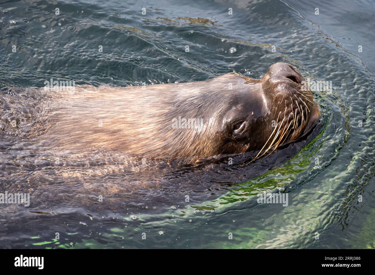 Head of a sea lion swimming in the water Stock Photo - Alamy