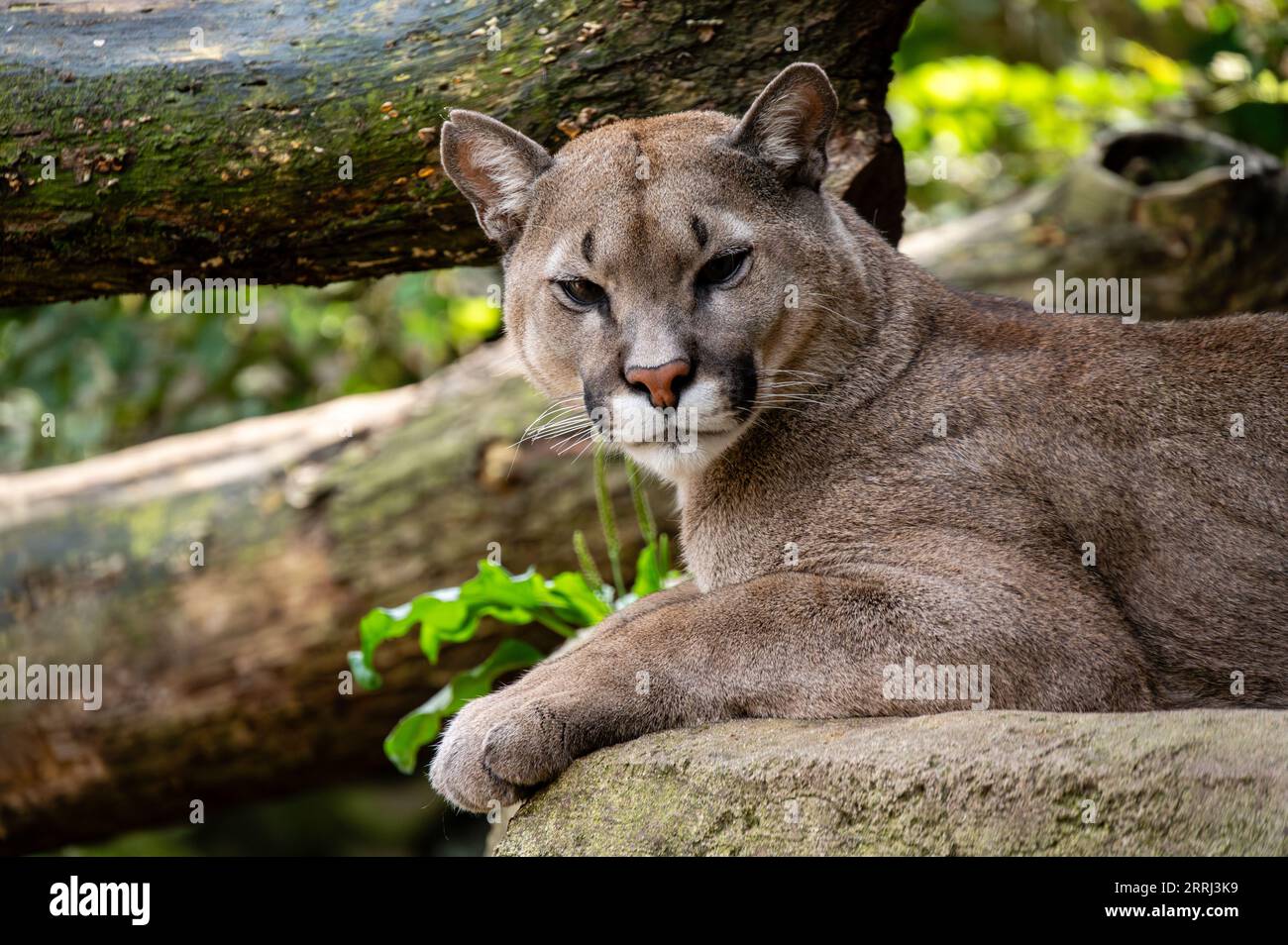 Puma behavior hi-res stock photography and images - Alamy