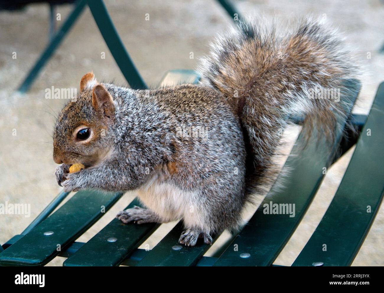 New York squirrel eating a french fry Stock Photo - Alamy