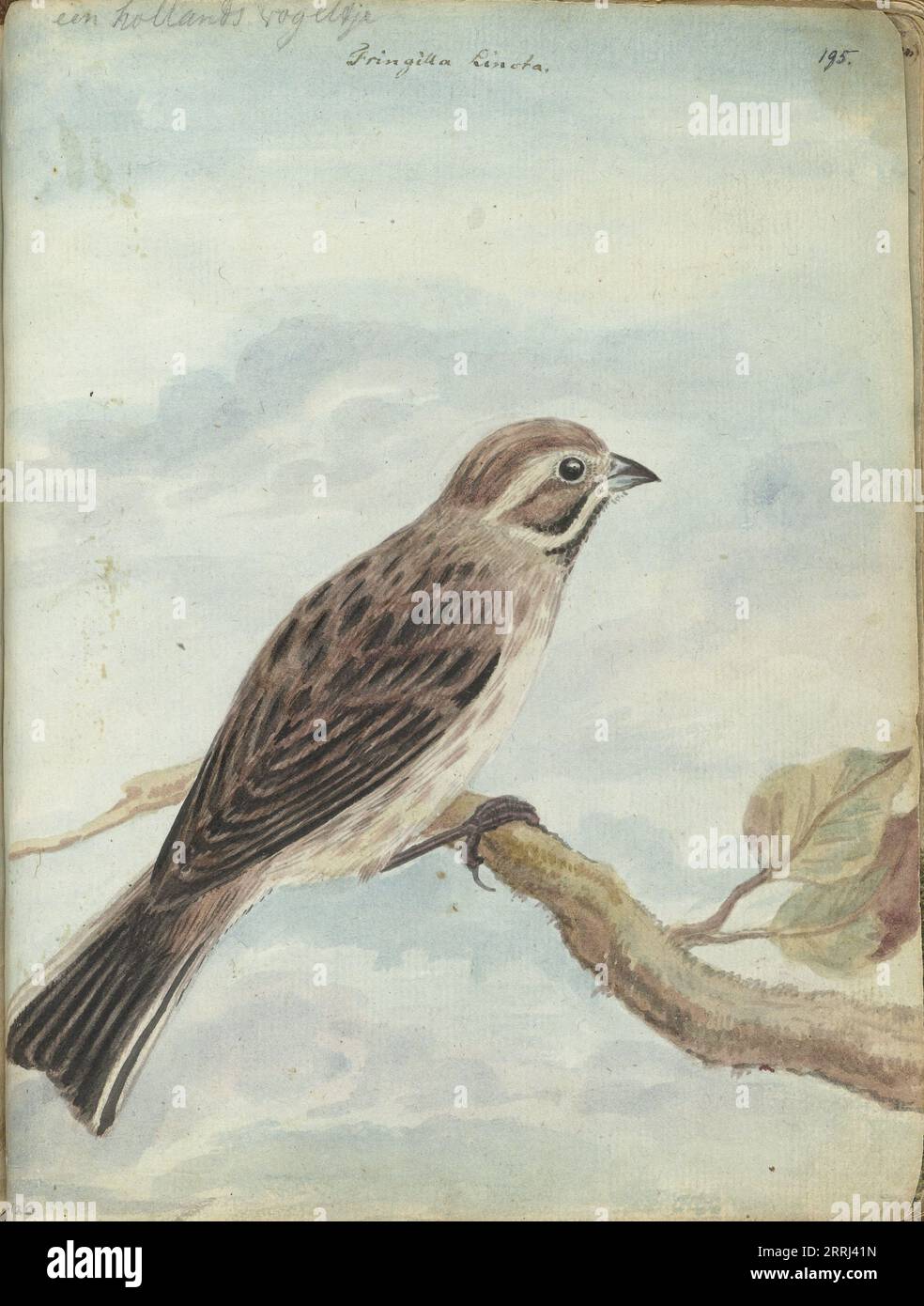 Dutch bird, (Fringilla), 1770-1787. With inscription. Part of Jan ...