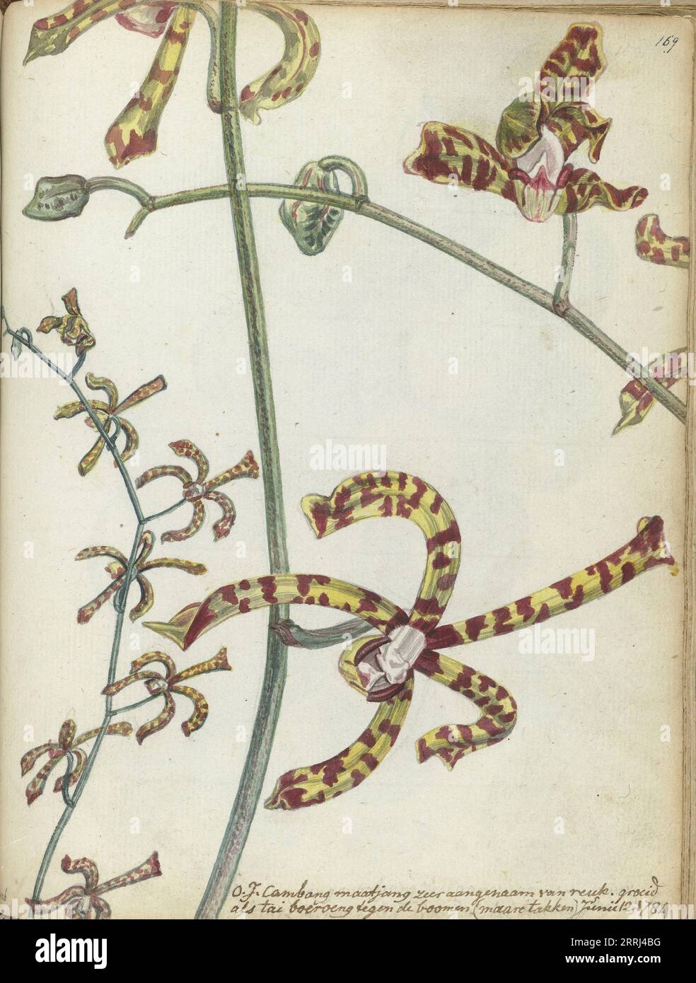 Cambang matjang hi-res stock photography and images - Alamy