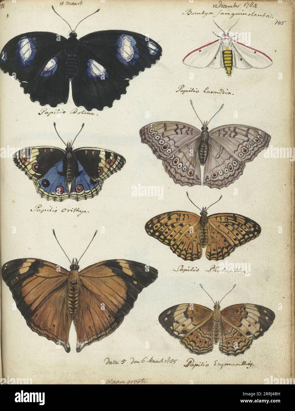 Javanese butterflies, 1784-1785. Javanese butterflies and moths. On ...