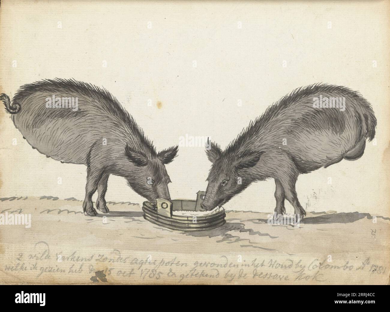 Pigs without hind legs at a trough, 1785. Two pigs eating from a trough ...