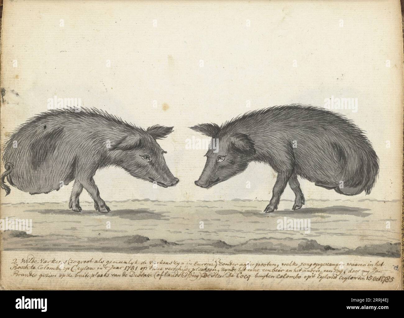 Pigs without hind legs, 1785. With inscription. Part of Jan Brandes ...