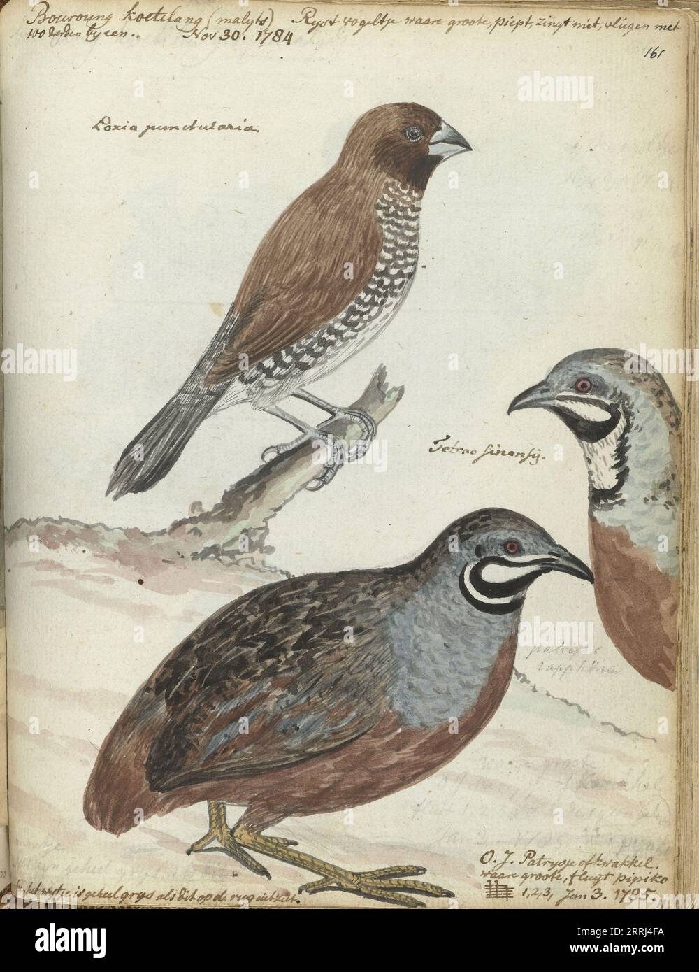 Rice bird and Javanese quail, 1785. With inscription. Part of Jan ...