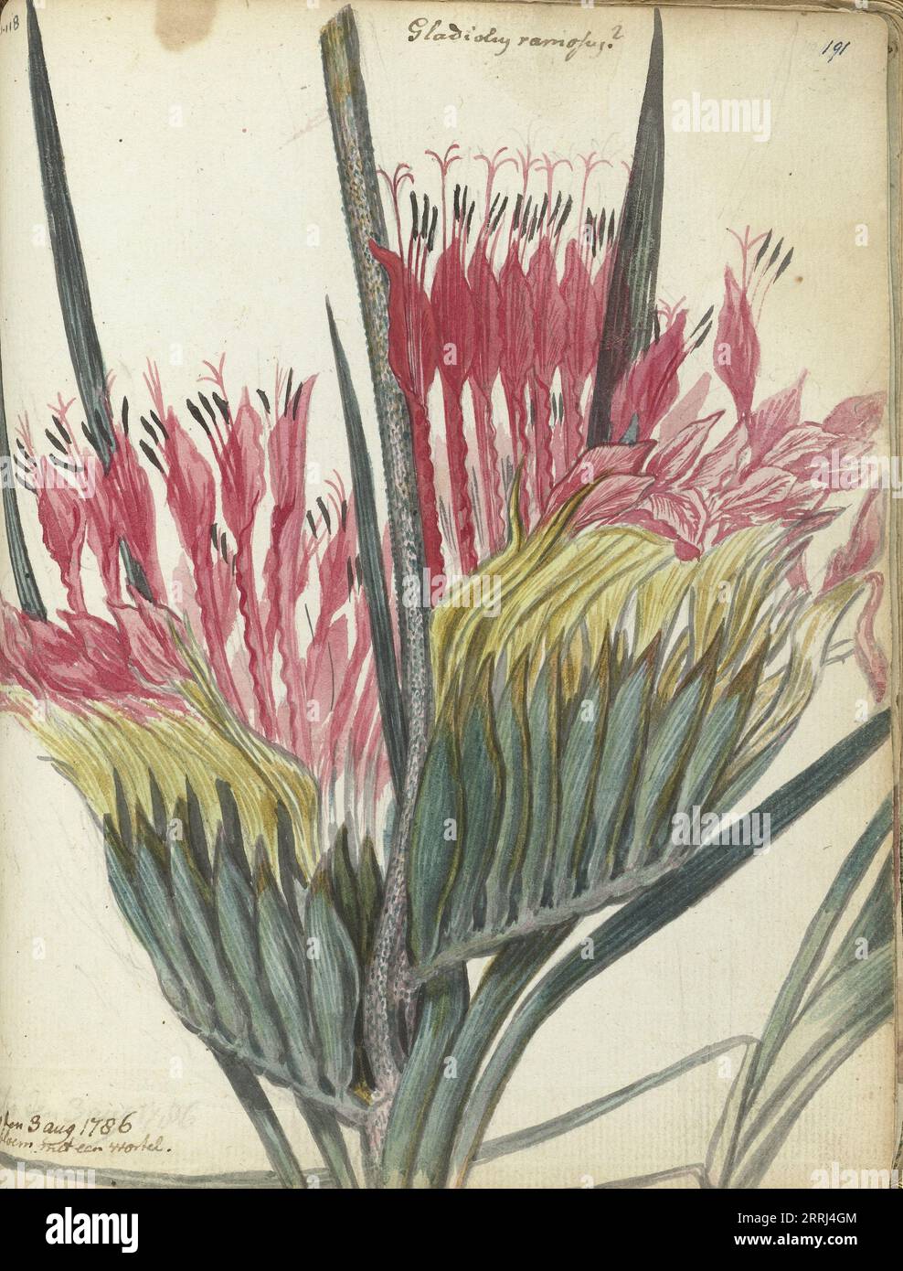 Cape flower, 1786. Plant that occurs on the Cape of Good Hope. With ...