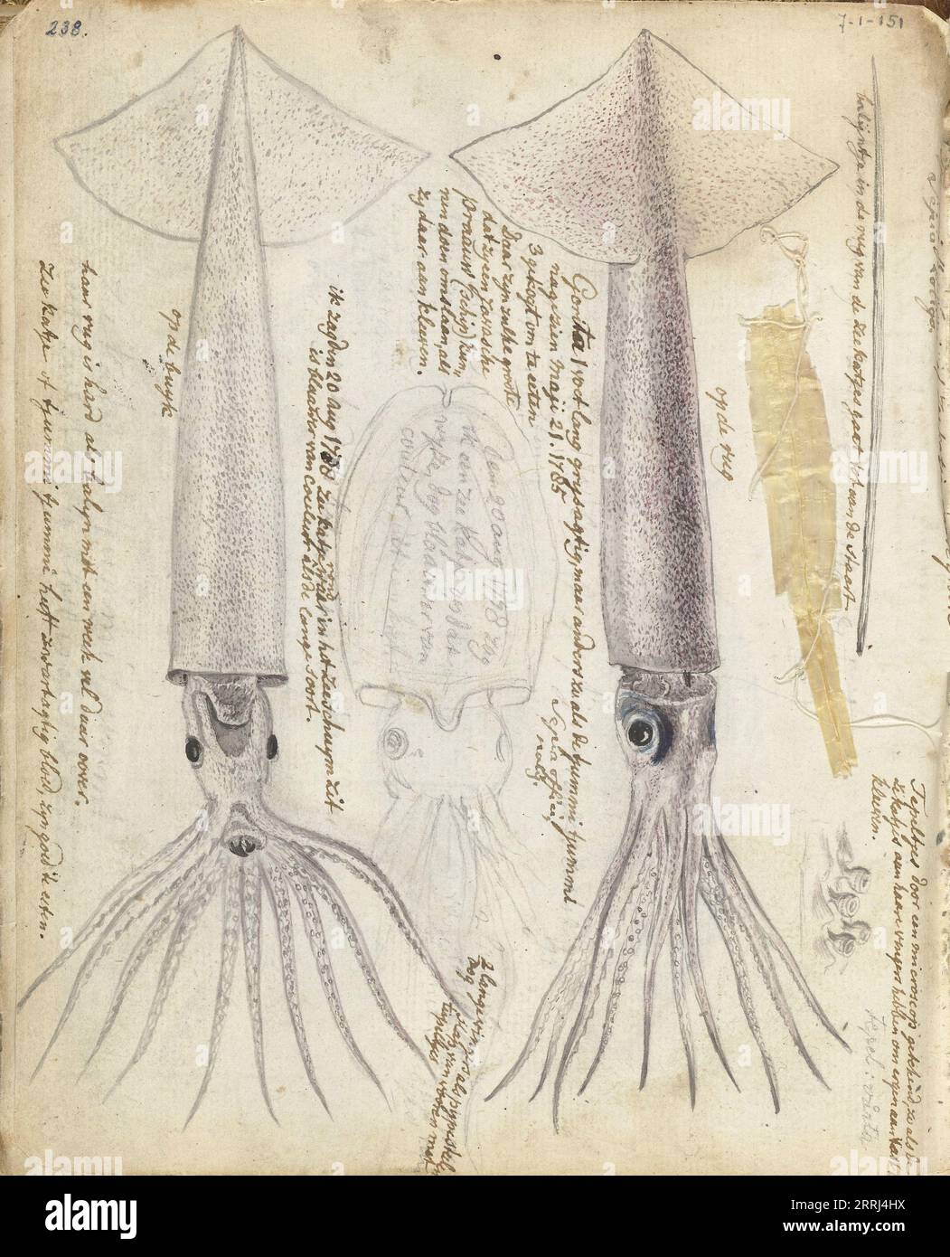 Mollusca drawings hi-res stock photography and images - Alamy