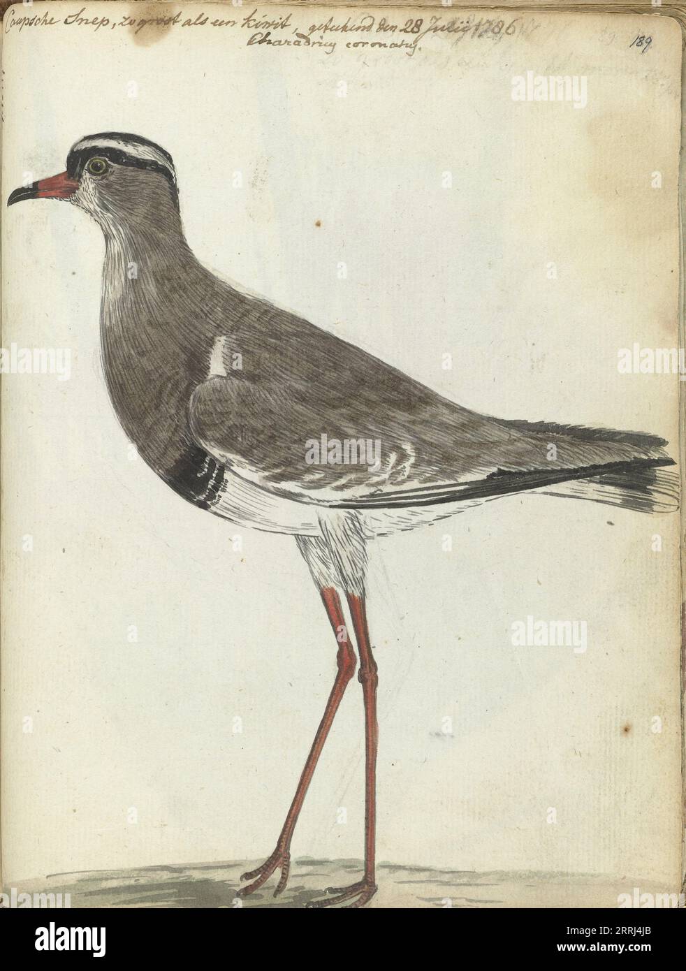 Cape Snipe, 1786. Bird that occurs on Cape of Good Hope. With ...