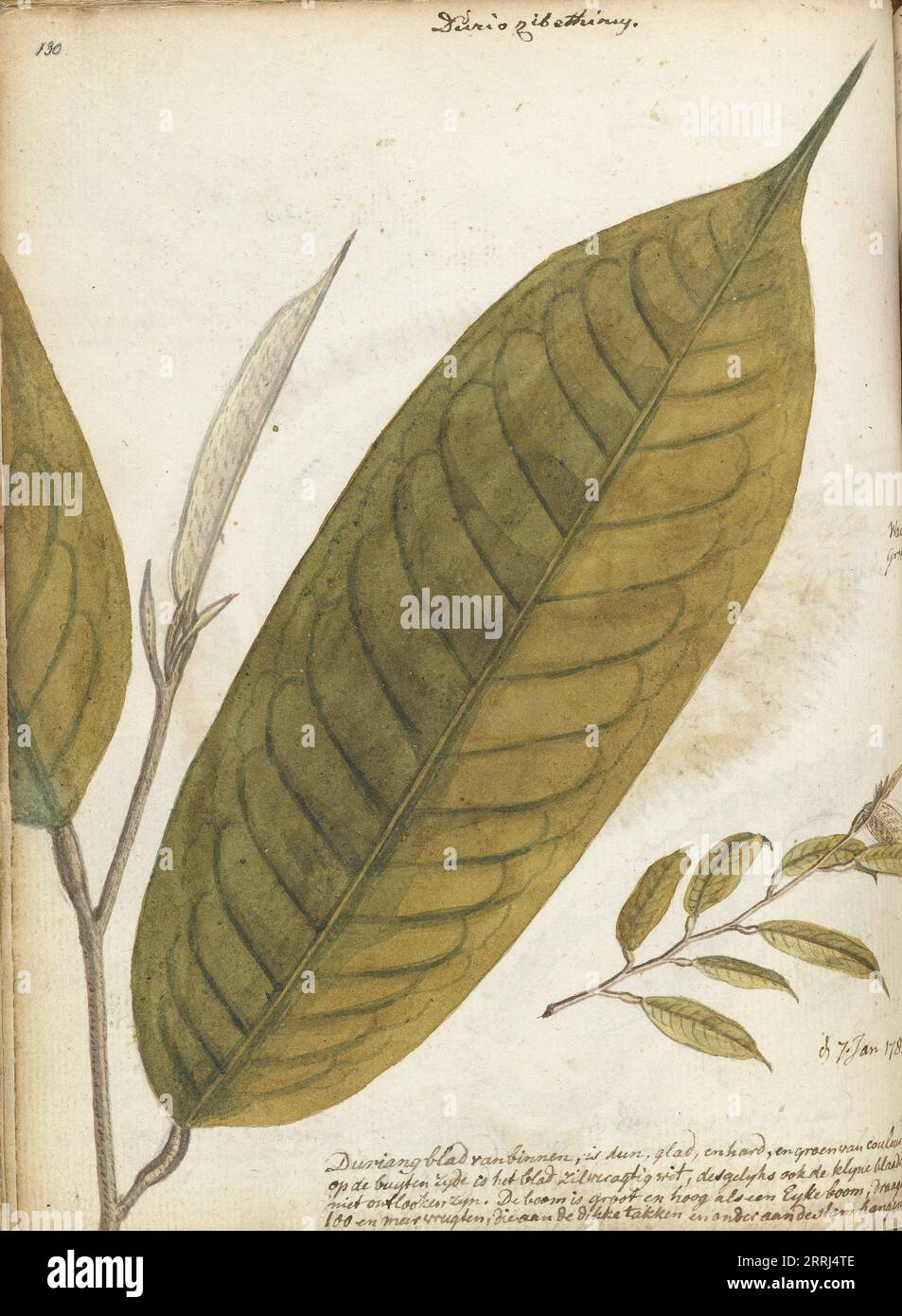 Durian leaf, 1785. Leaf and branch. With inscription. Part of Jan ...