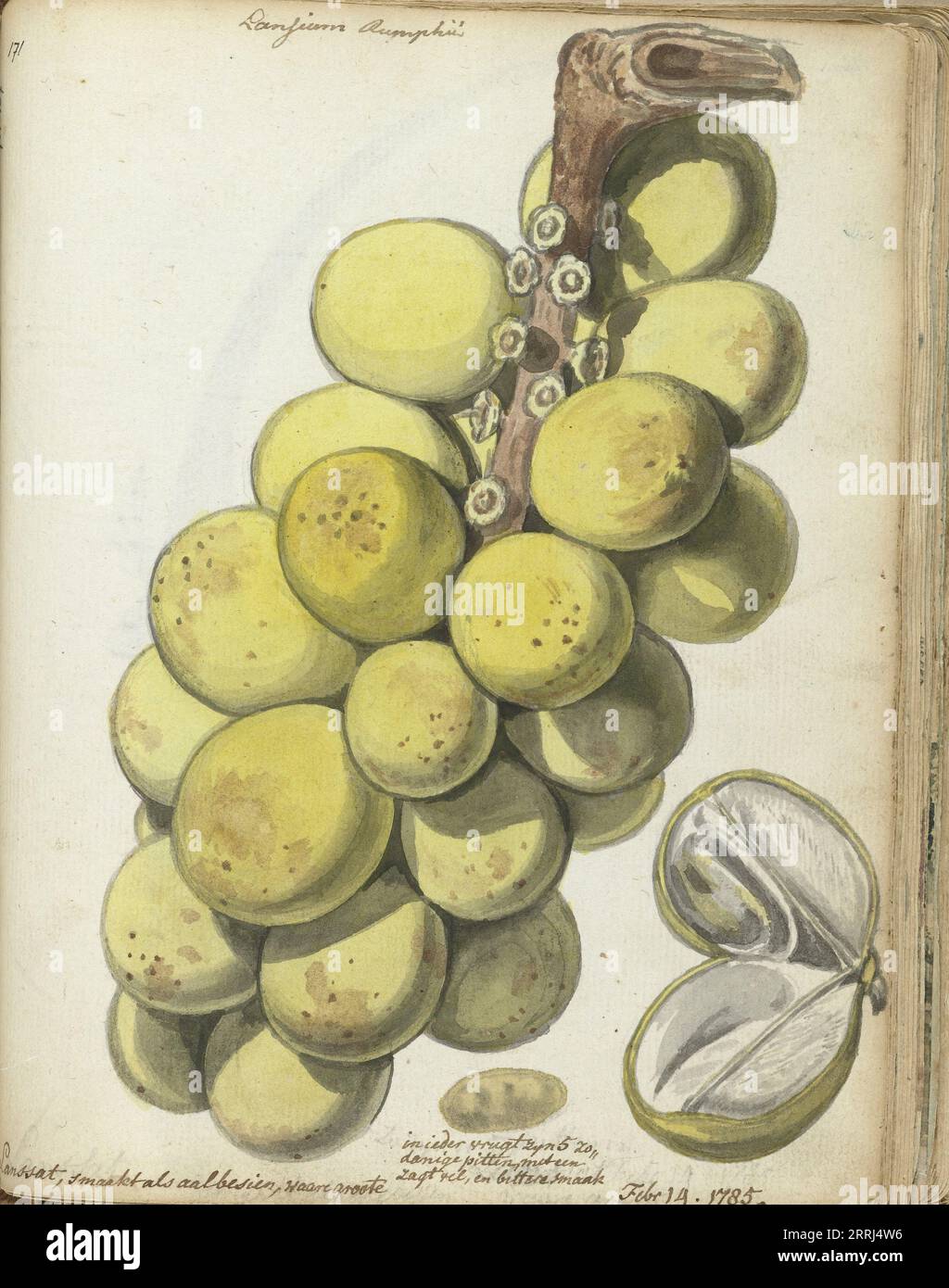 Langsat drawing hi-res stock photography and images - Alamy