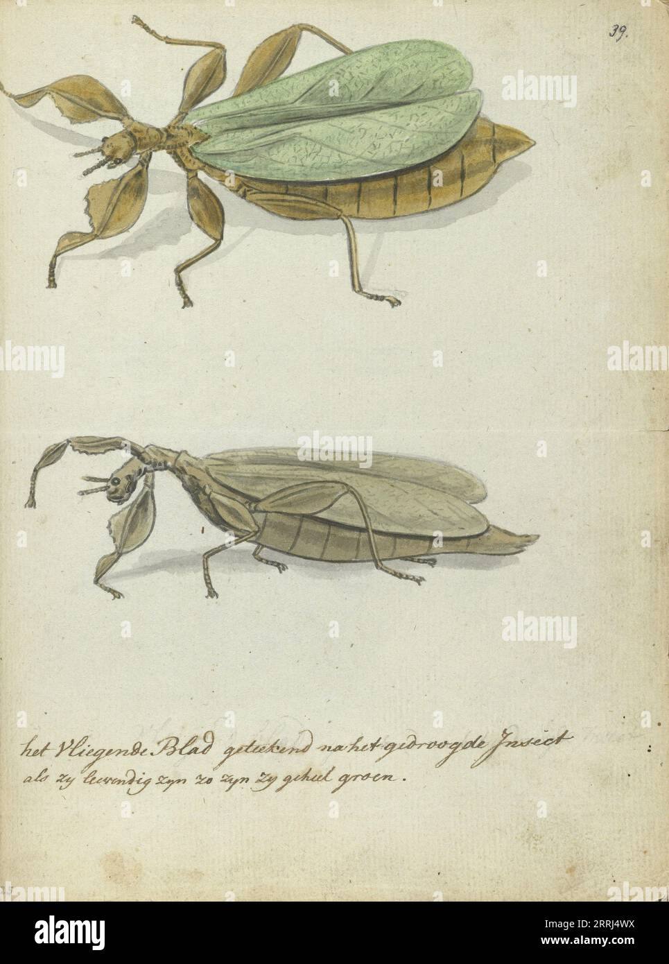 The flying leaf, 1778-1785. Leaf insects or walking leaves. 'The flying ...
