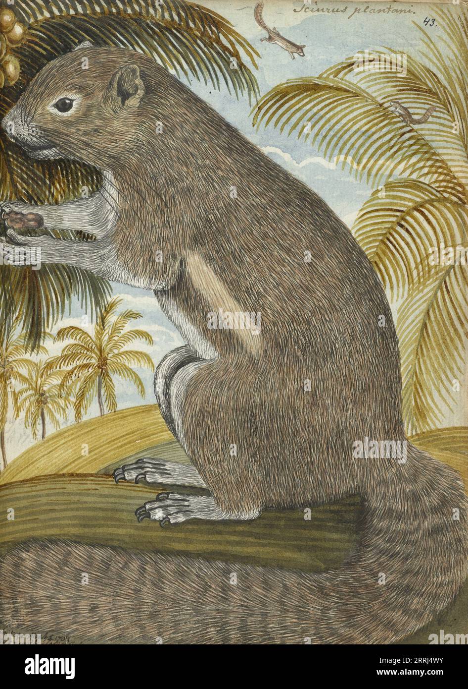 Plantani hi-res stock photography and images - Alamy