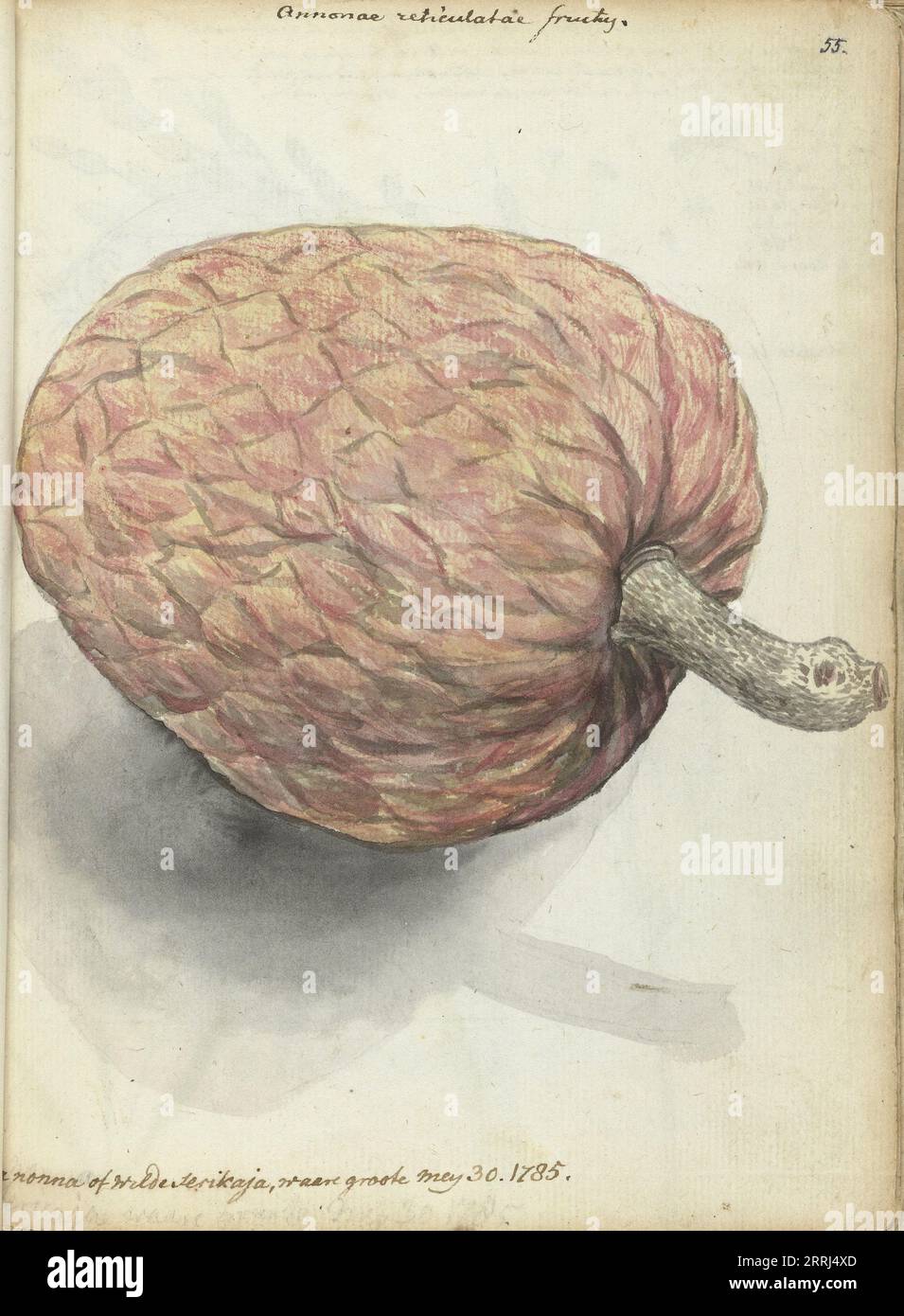 Boa reticulata hi-res stock photography and images - Alamy