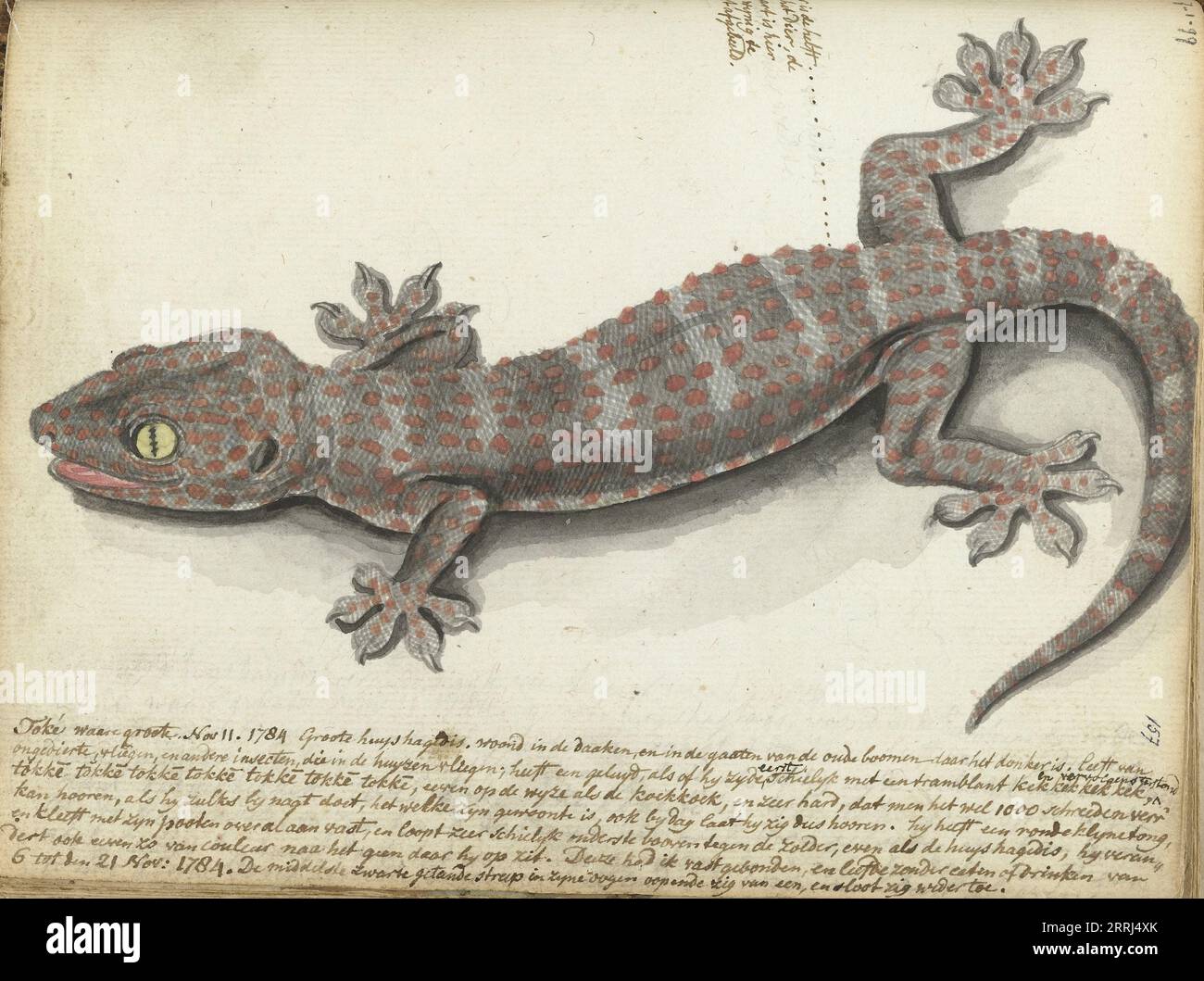 Tokeh gecko hi-res stock photography and images - Alamy