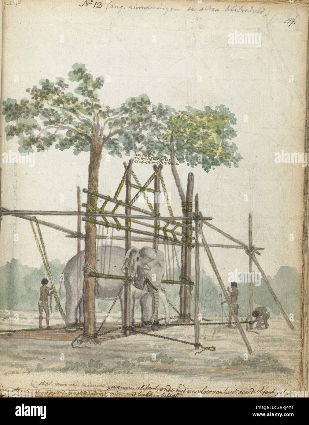 Elephant stable, 1786. Newly caught elephant in a bamboo framework ...