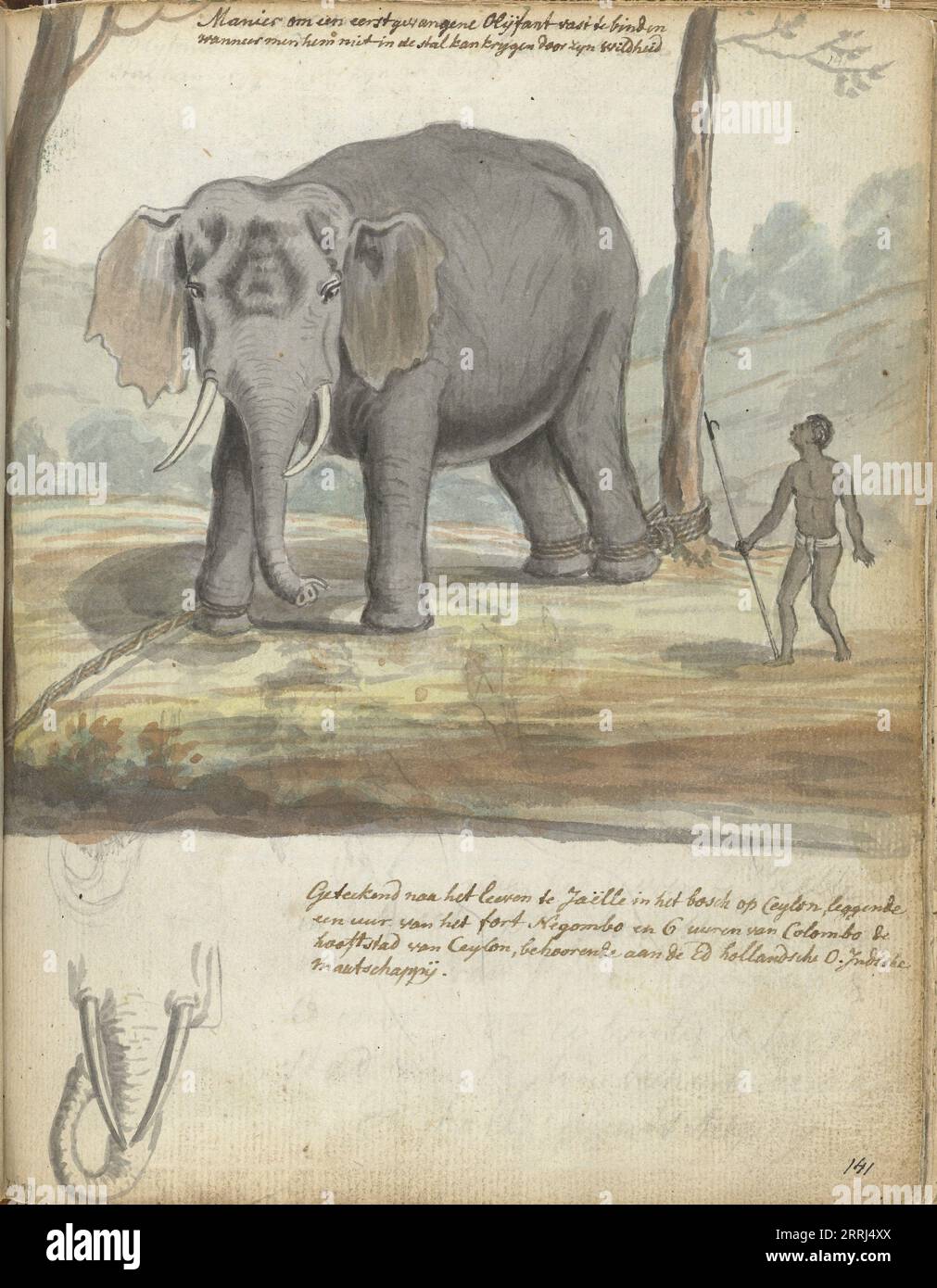 Wild elephant bound between trees, 1785. Indian elephant tied with ...