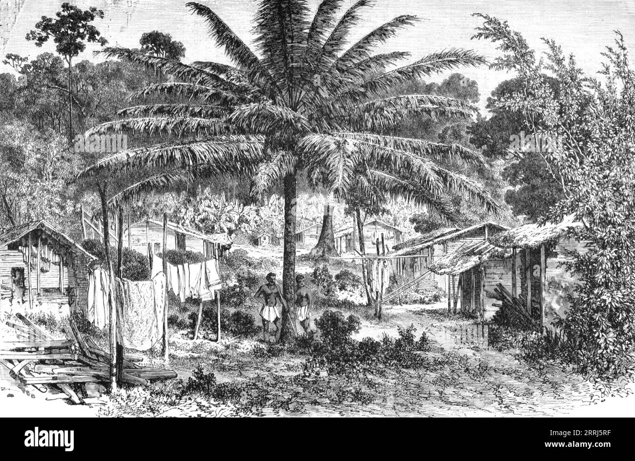 African on palm tree Black and White Stock Photos & Images - Alamy