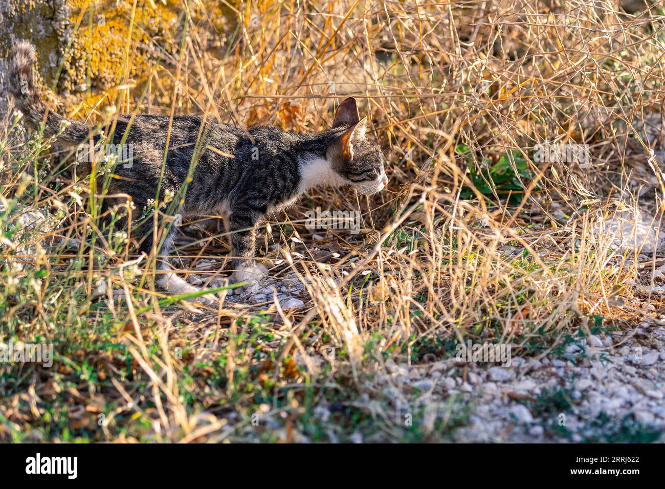 A kitten peeks out from behind the fence. A domestic pet on the street ...