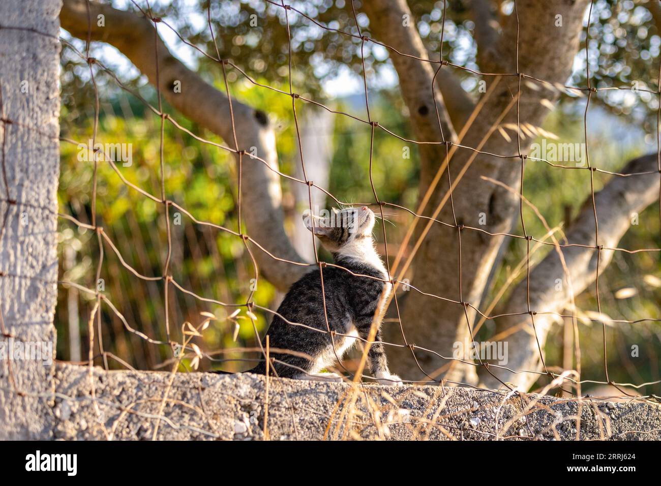 A kitten peeks out from behind the fence. A domestic pet on the street ...