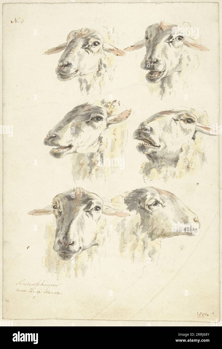 Six studies of sheep heads, 1800. Attributed to Franciscus Andreas ...