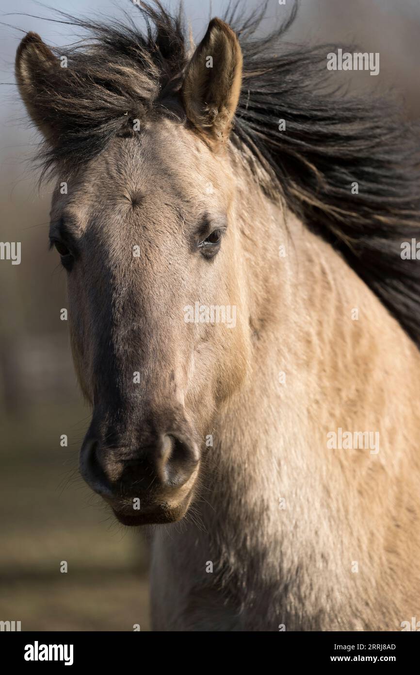 Wild konik horse free wildlife England outdoors nature equine animal ...
