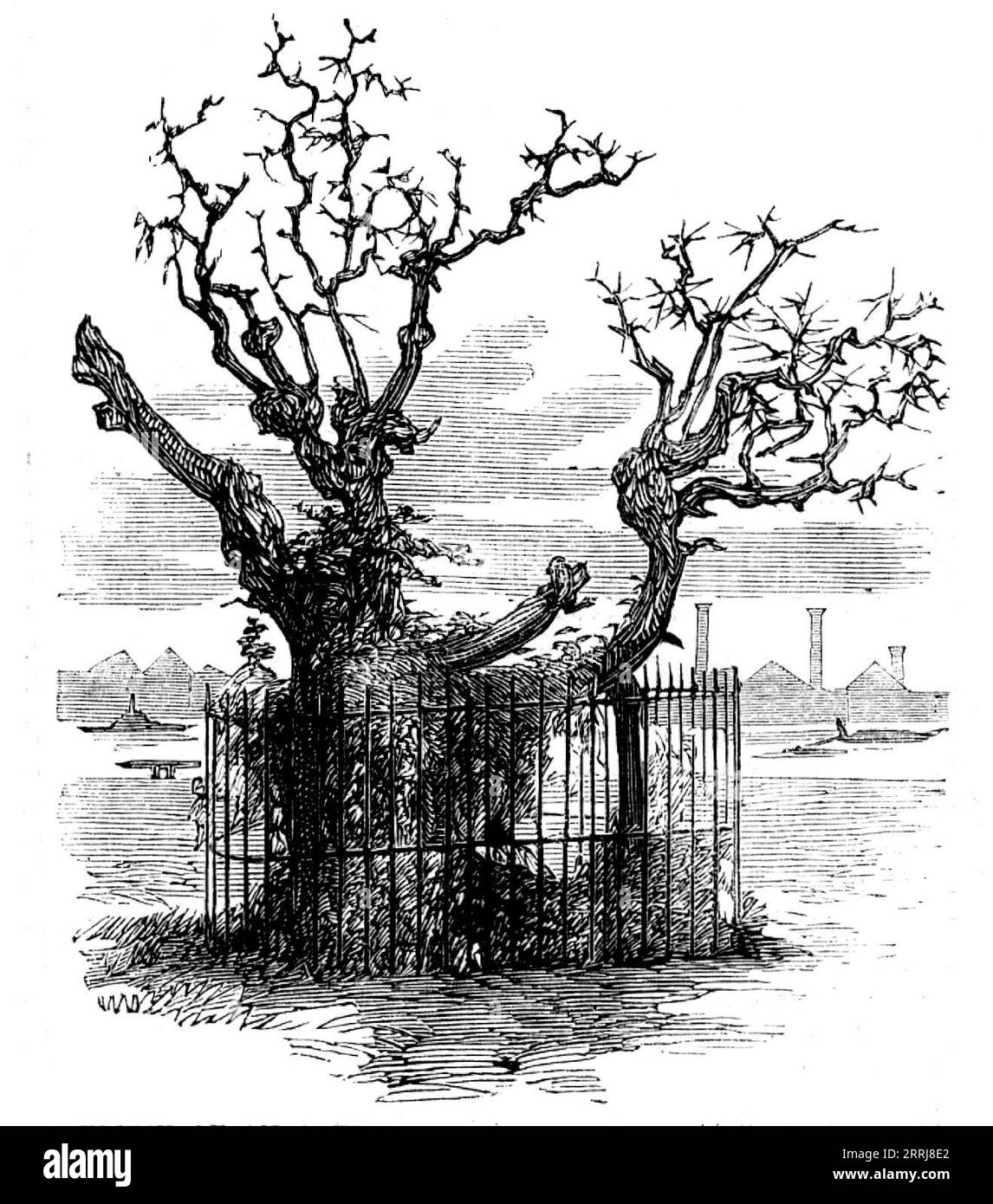 Trunk of an Aged Sycamore in the Temple Gardens, [London], 1858. 'The ...