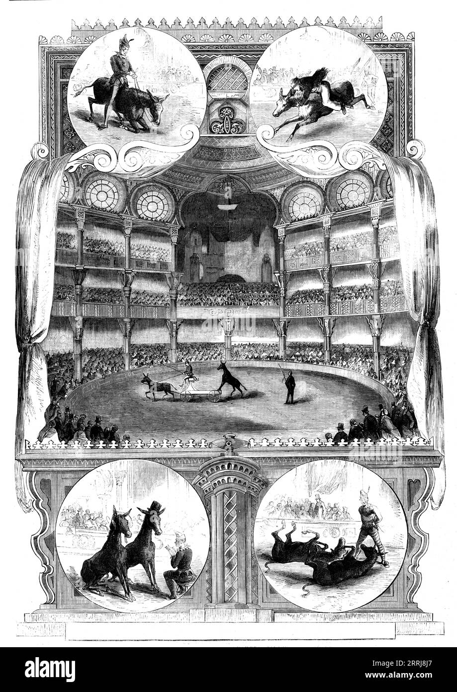 The Educated Mules at the Alhambra Palace, 1858. American circus in ...