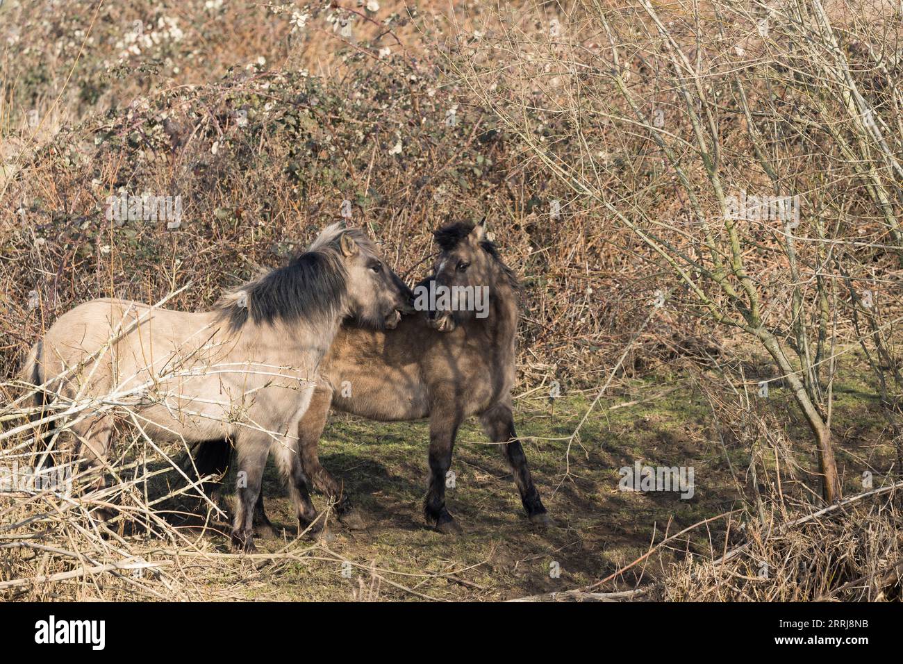 Wild konik horse free wildlife England outdoors nature equine animal ...