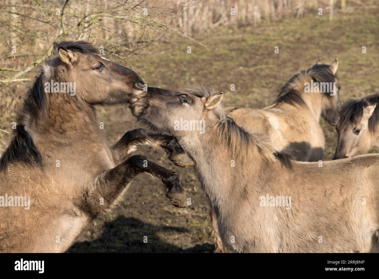 Wild konik horse free wildlife England outdoors nature equine animal ...
