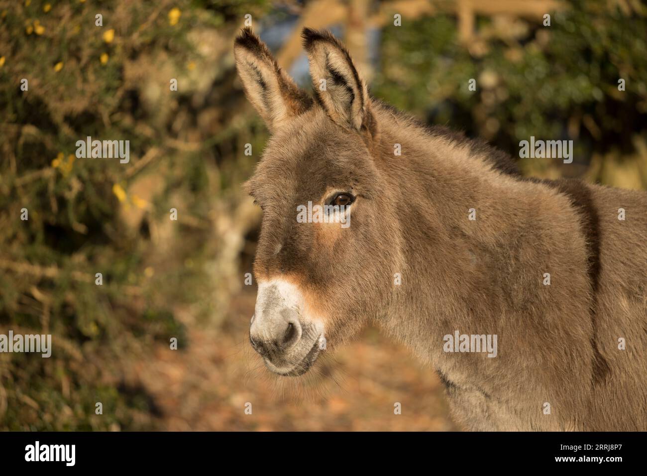 Donkey horse equine new forest free roaming wild wildlife England Great ...