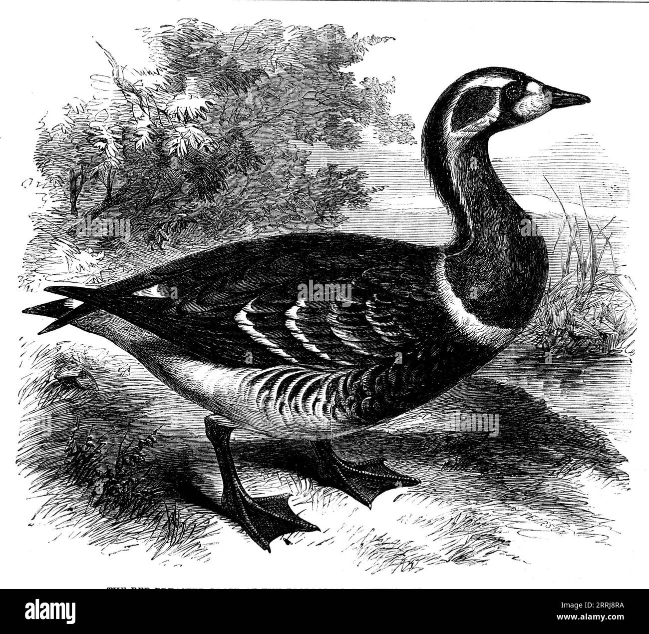 Rare waterfowl species Black and White Stock Photos & Images - Alamy