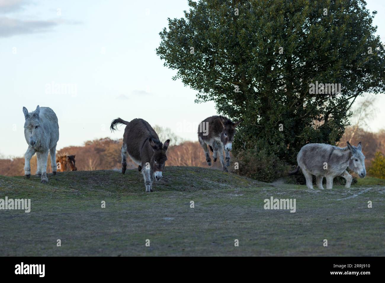 Animal roaming hi-res stock photography and images - Alamy