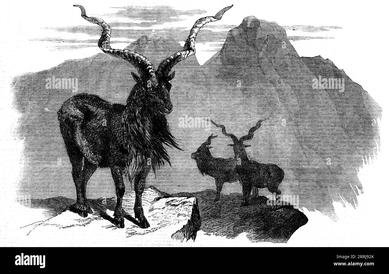 The Markore (Capra megaceros), 1858. 'This animal is a native of ...