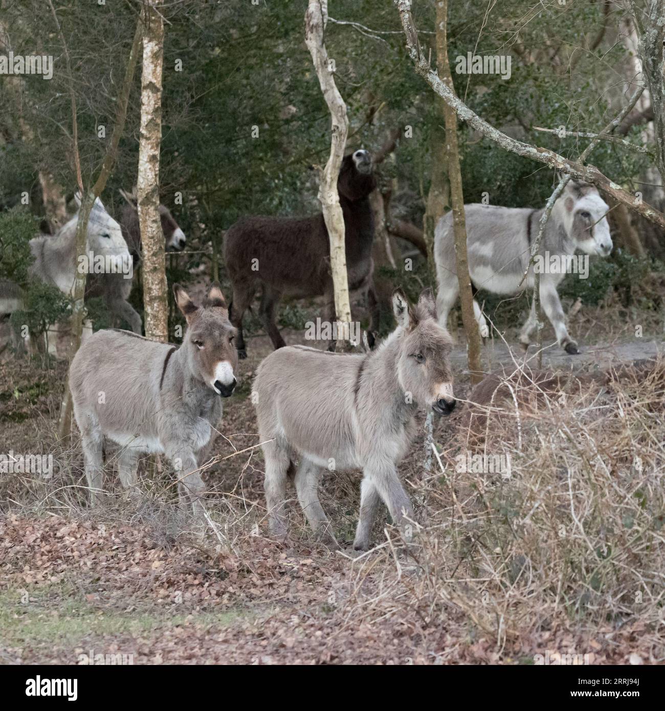 Donkey horse equine new forest free roaming wild wildlife England Great ...
