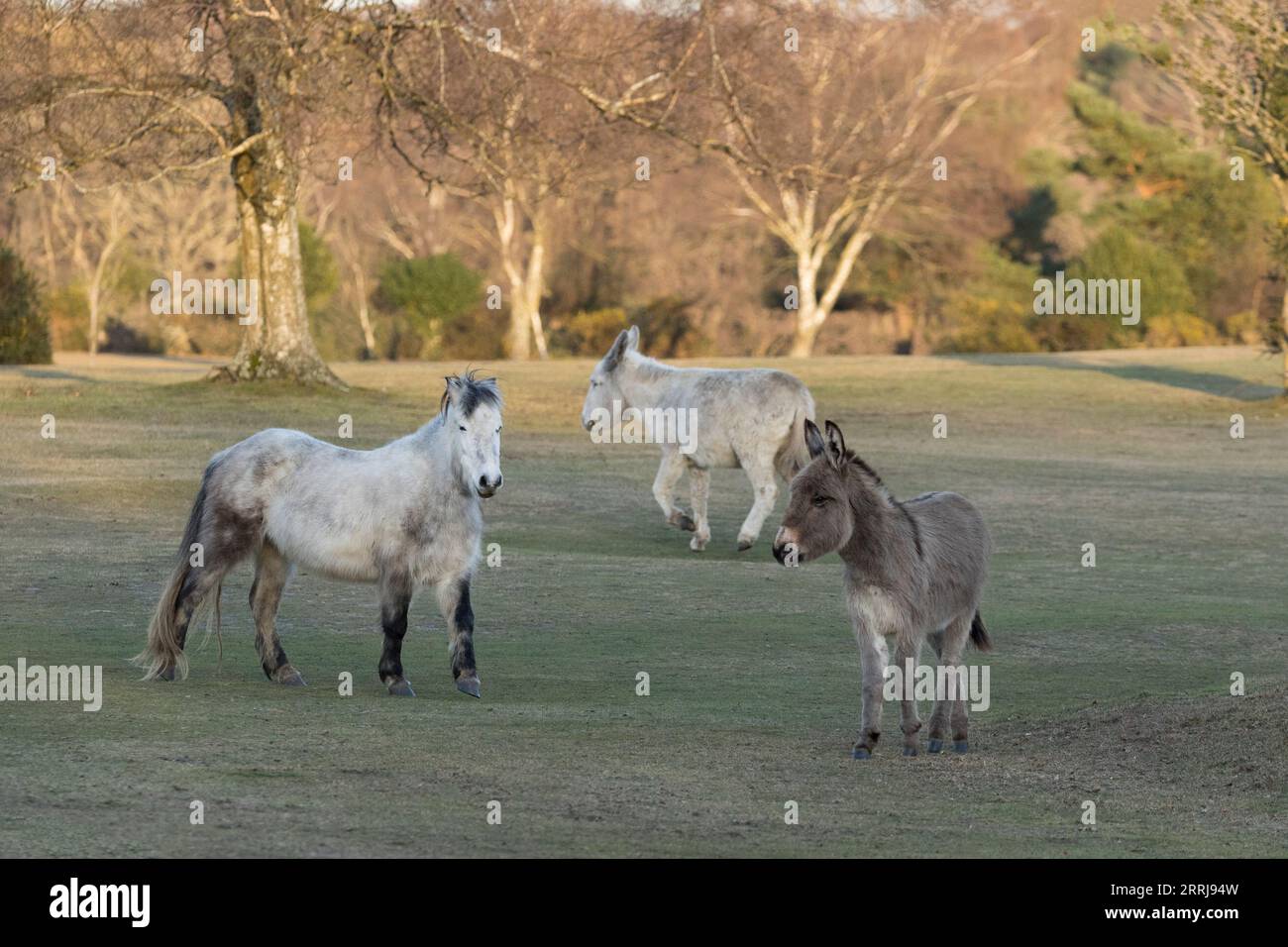 Donkey horse equine new forest free roaming wild wildlife England Great ...