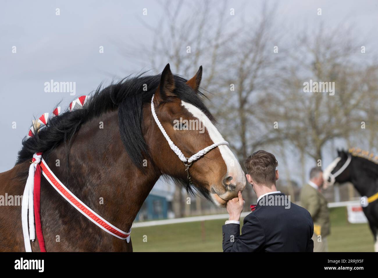 National Shire Horse Show, shire horse society, Staffordshire, England ...