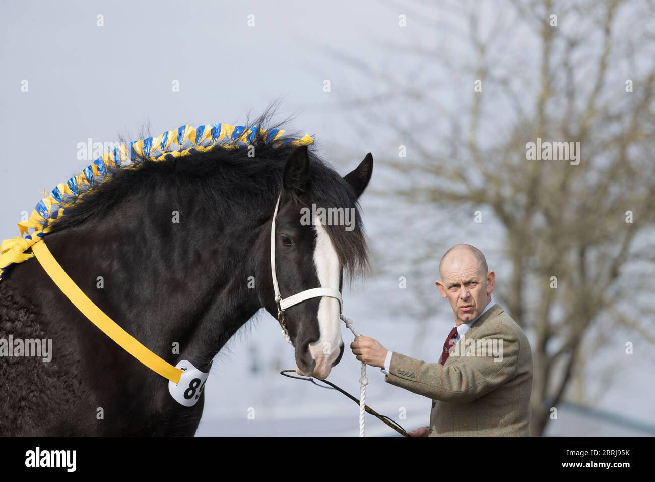 National Shire Horse Show, shire horse society, Staffordshire, England ...