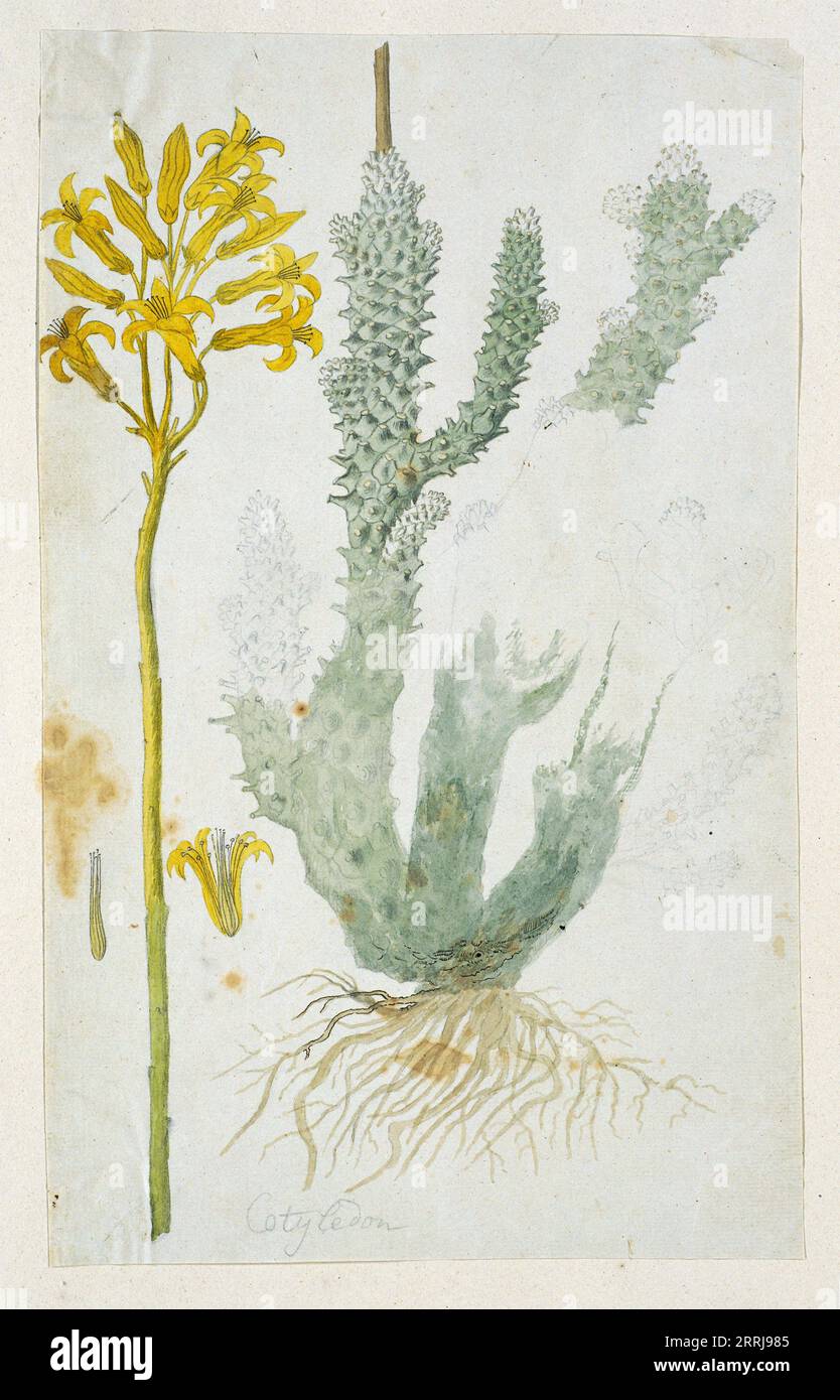 Tylecodon cacalioides (L.F.), 1777-1786. Cotyledon, Toelken Stock Photo ...