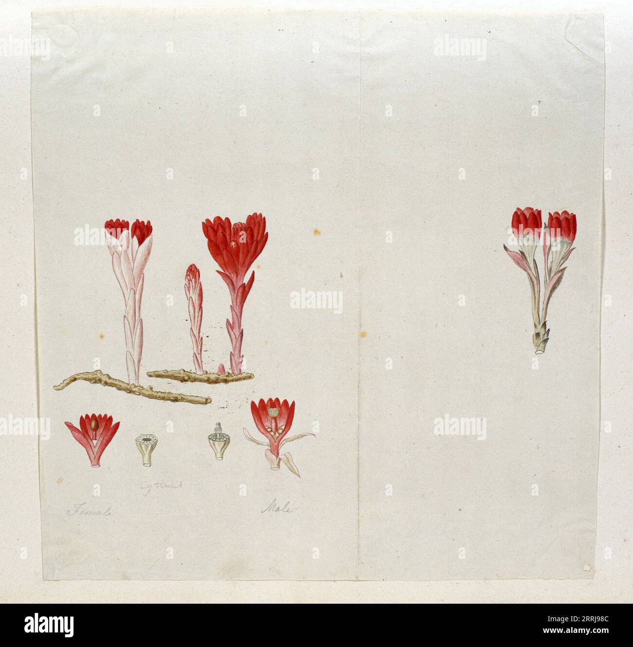 Cytinus Sanguineus (Thunb.) Faurc., 1777-1786. Cytinus Sanguineus ...