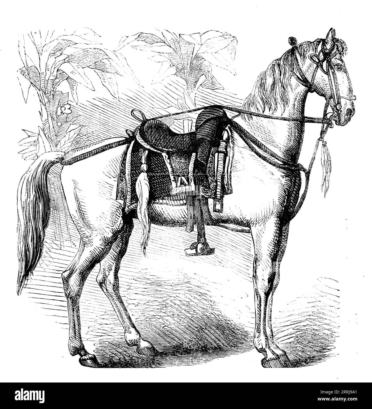 Sketches of Native Life in India - Sikh Horse, 1858. 'We are indebted ...