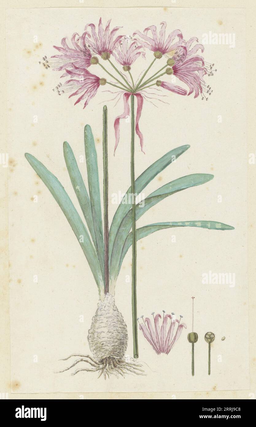 Dwarf nerine hi-res stock photography and images - Alamy