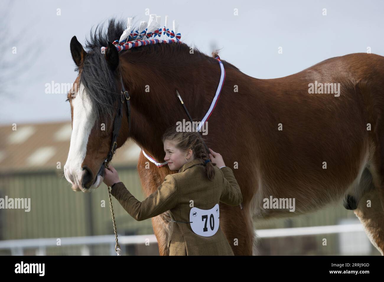 National Shire Horse Show, shire horse society, Staffordshire, England ...