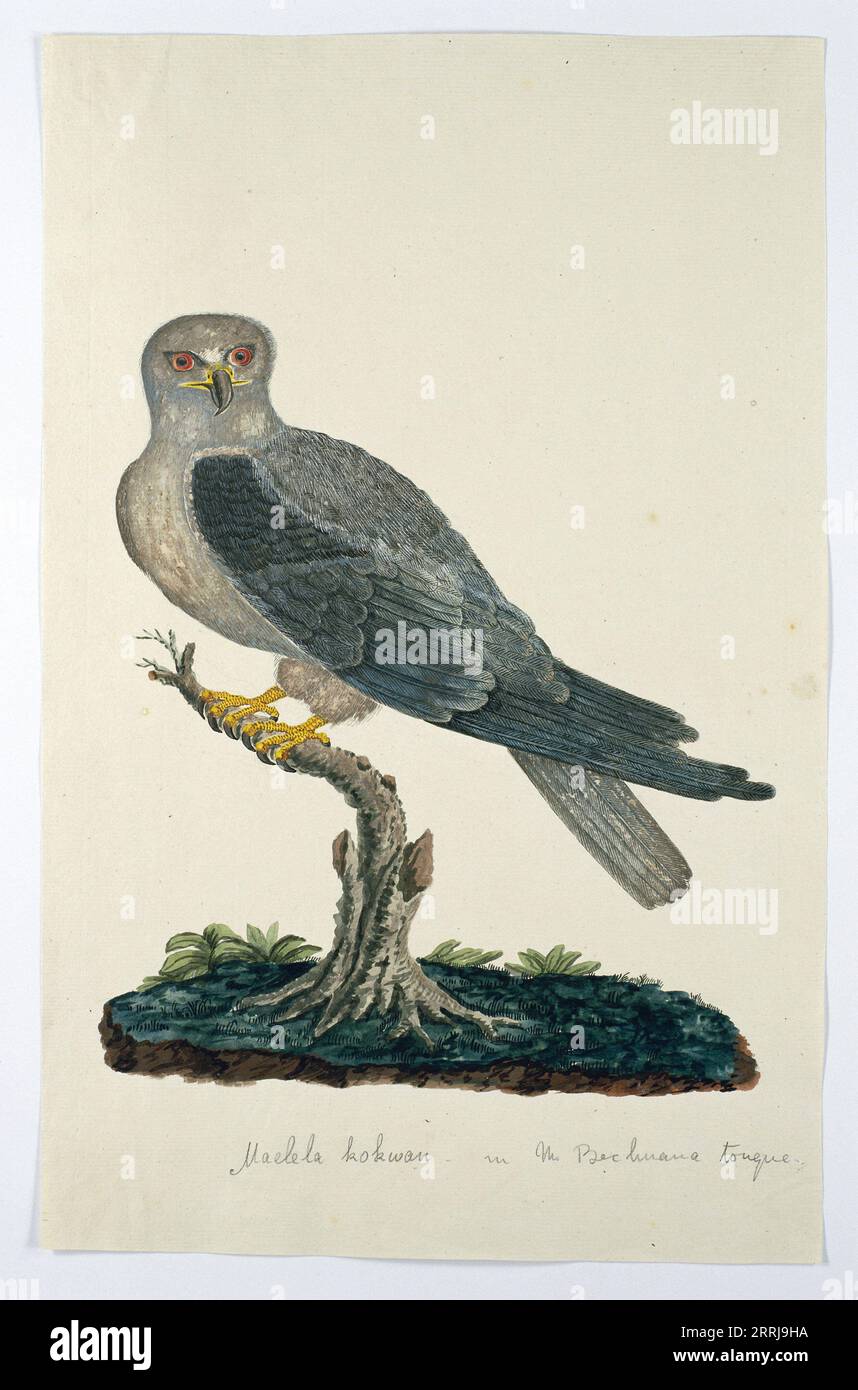 Elanus caeruleus (Black-winged kite), 1777-1786 Stock Photo - Alamy