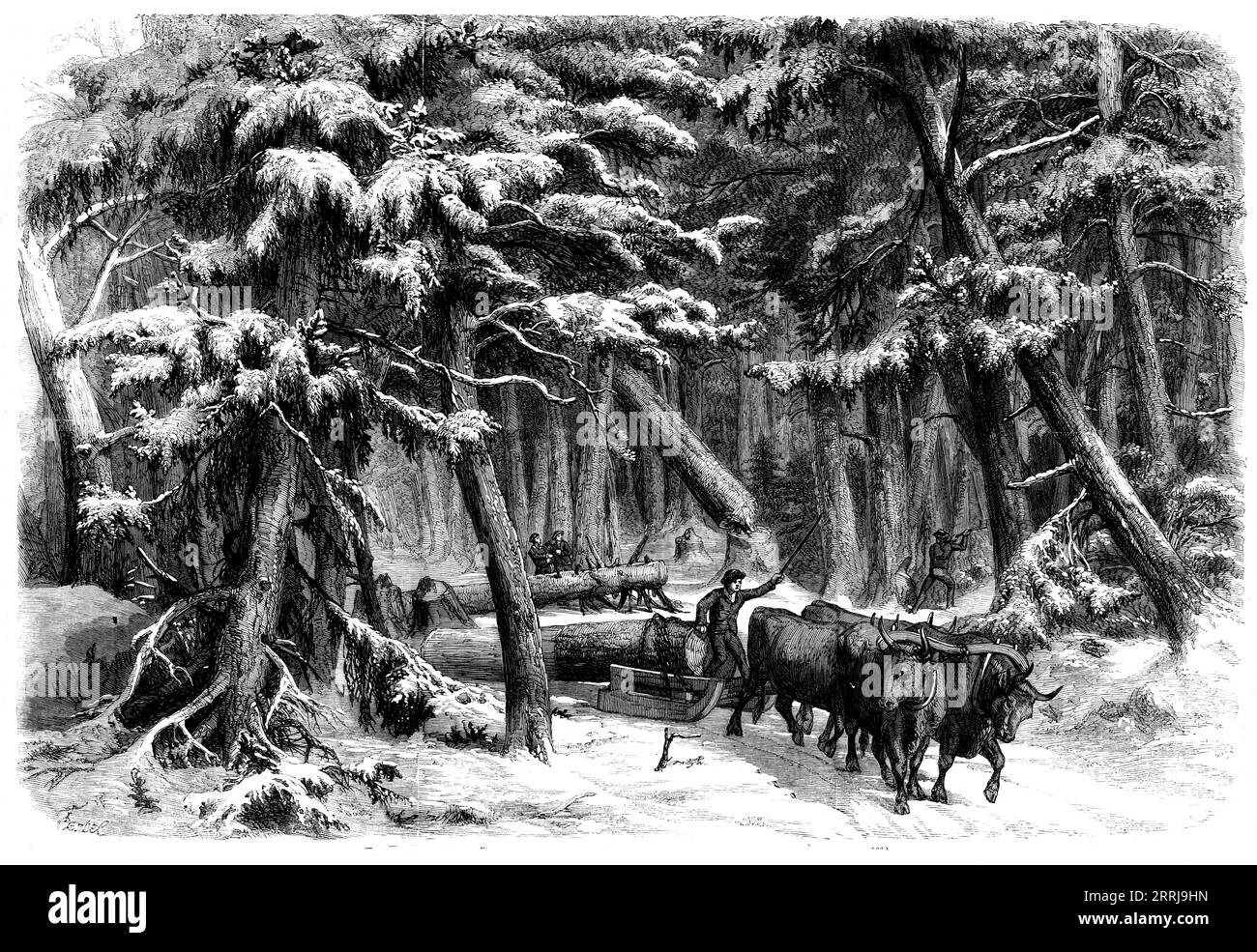 Lumber industry 19th century hi-res stock photography and images - Alamy
