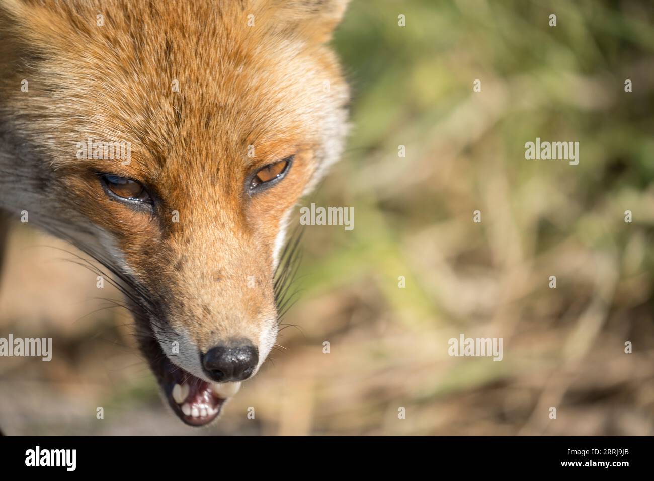 Fox maremman national park Italy wild wildlife Stock Photo - Alamy